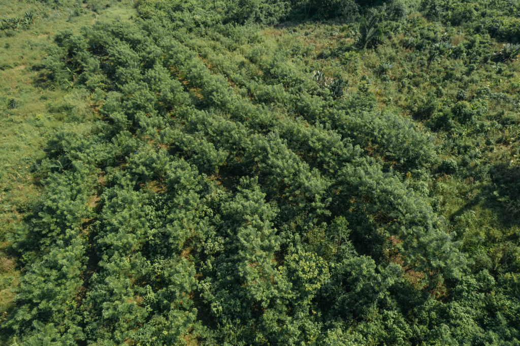 We Plant Trees on Contour.